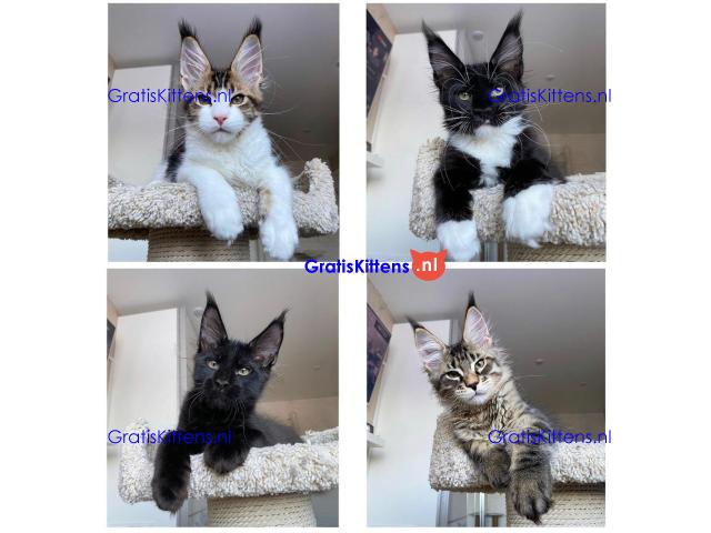 Lovely Kittens Heeft Voor De Rest Van Hun Leven Een Nieuw En Fijn Thuis