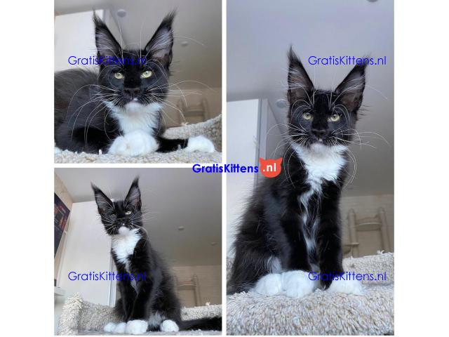 Lovely Kittens Heeft Voor De Rest Van Hun Leven Een Nieuw En Fijn Thuis