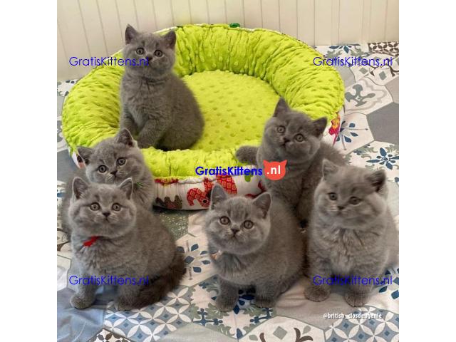 Brits korthaar kittens te koop | Gratis Kittens
