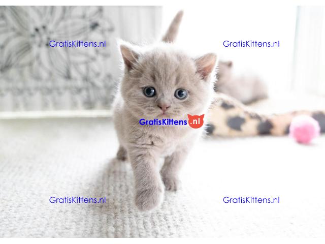Cattery Kittens te koop €200 | Gratis Kittens