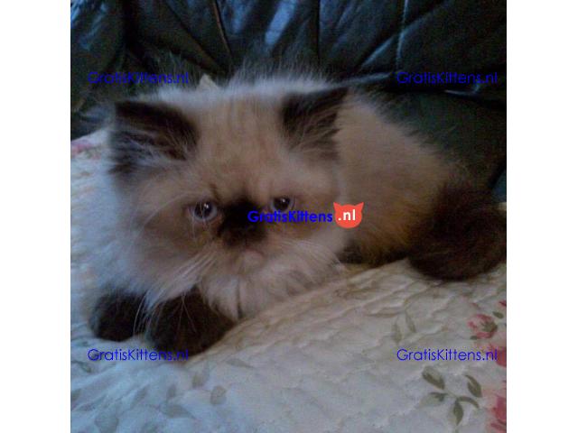 Himalaya Colourpoint Perzische kitten | Gratis Kittens